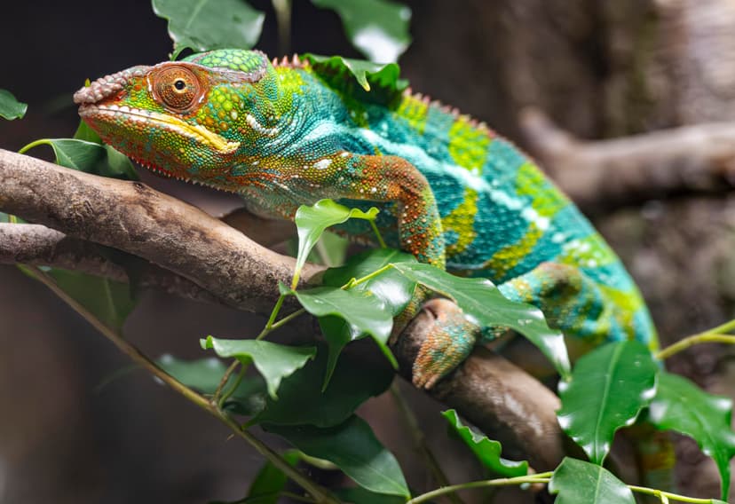 Filey Zoo - A Zoo In Muston, North Yorkshire | Yorkshire.com