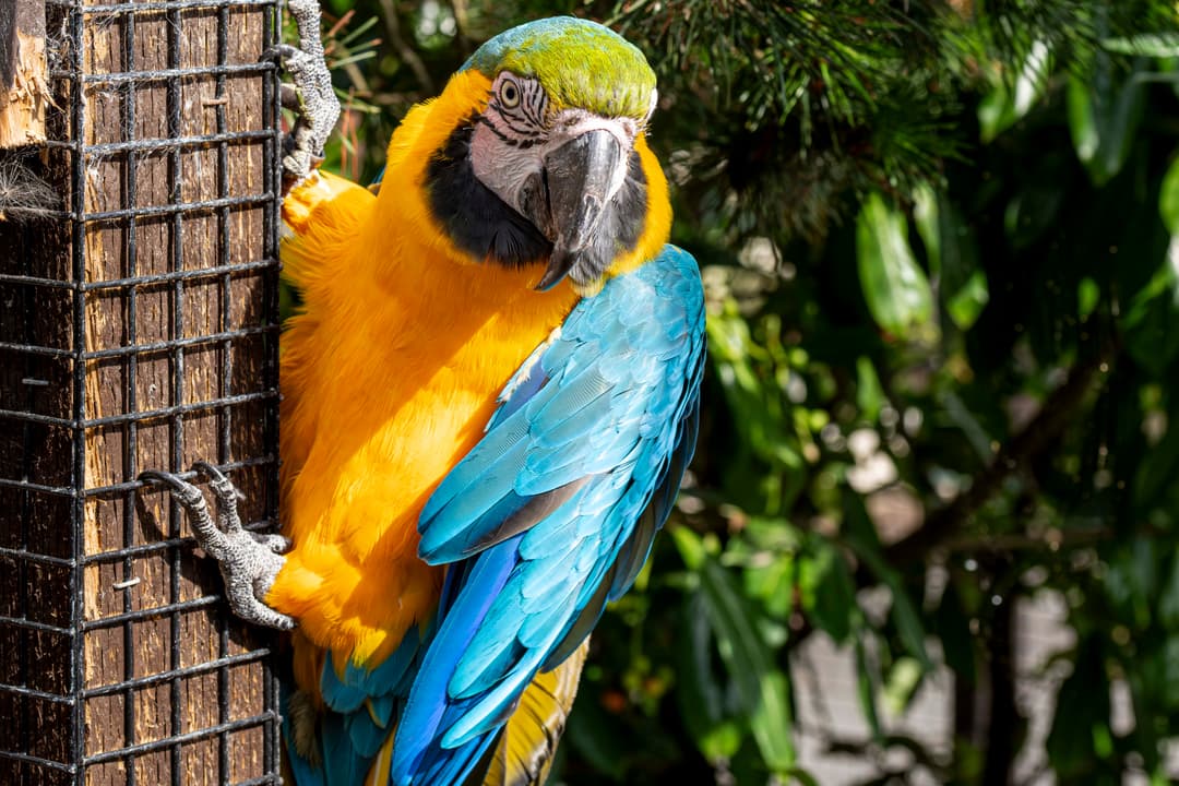 Filey Zoo - A Zoo In Muston, North Yorkshire | Yorkshire.com