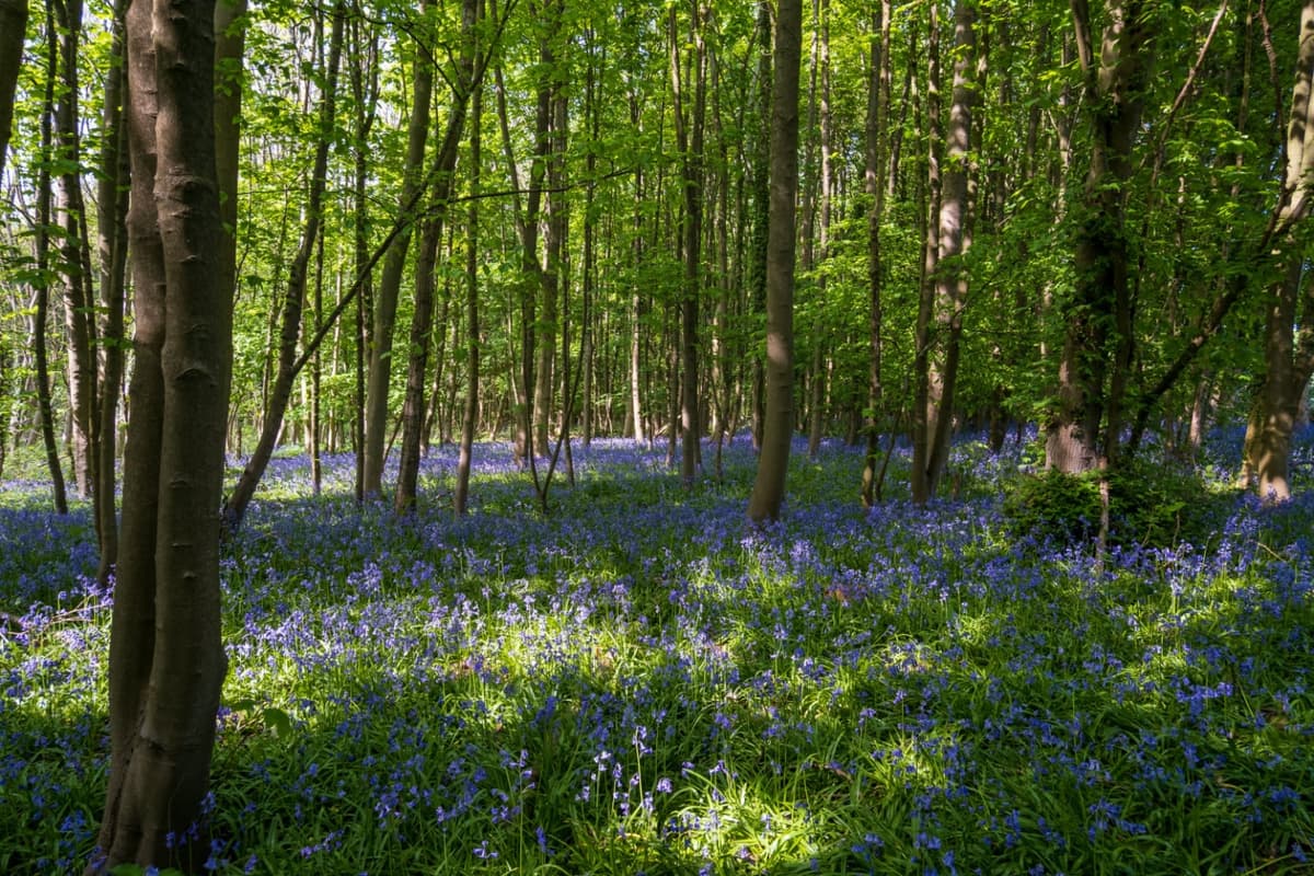 Visit Welton: The Definitive Village Guide to Things to Do, Stay & Eat
